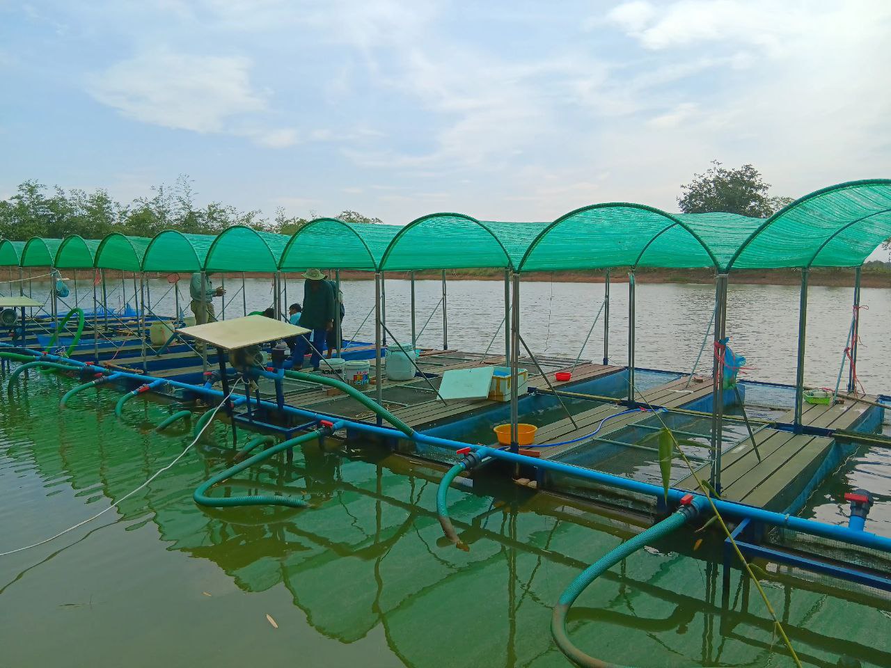 ASA/WISHH Partner Launches Cambodia’s First Commercial Soy-fed ...